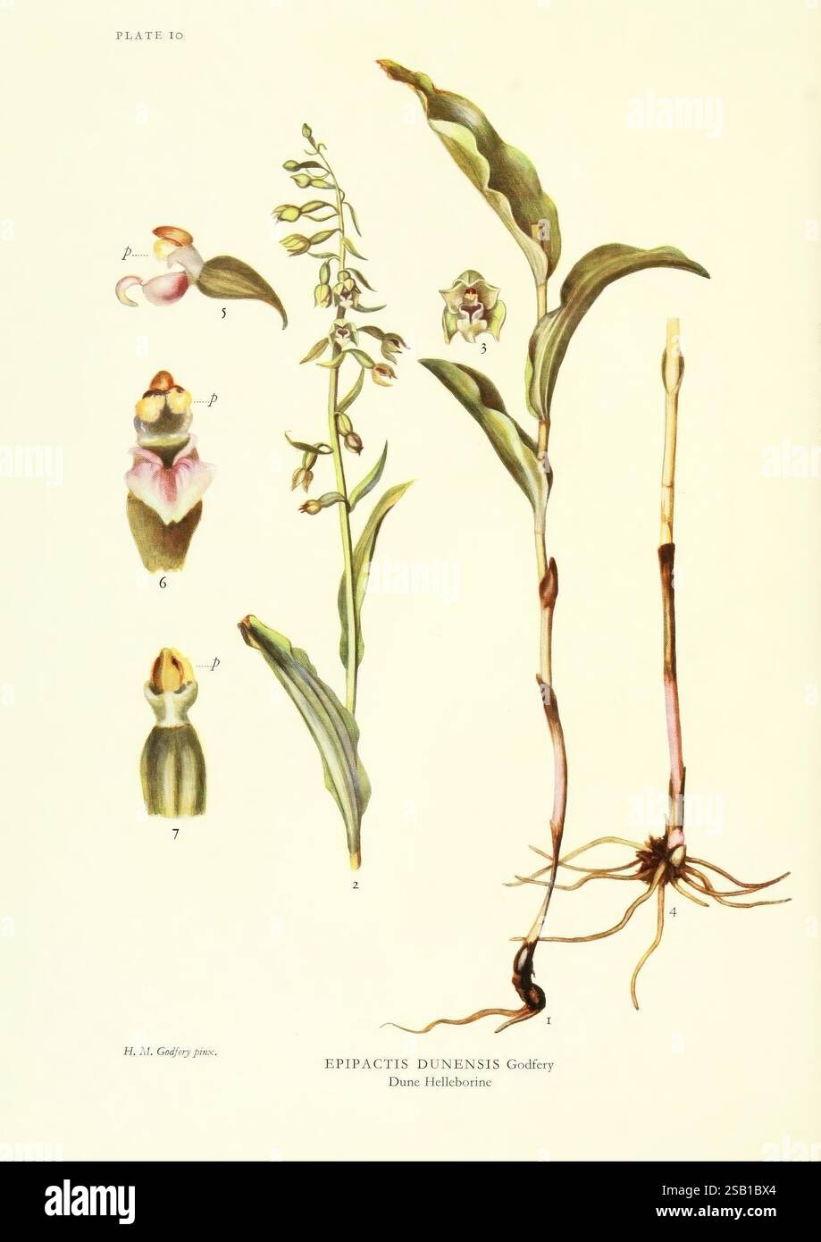 Monograph & Iconograph of Native British Orchidaceae Cambridge ...