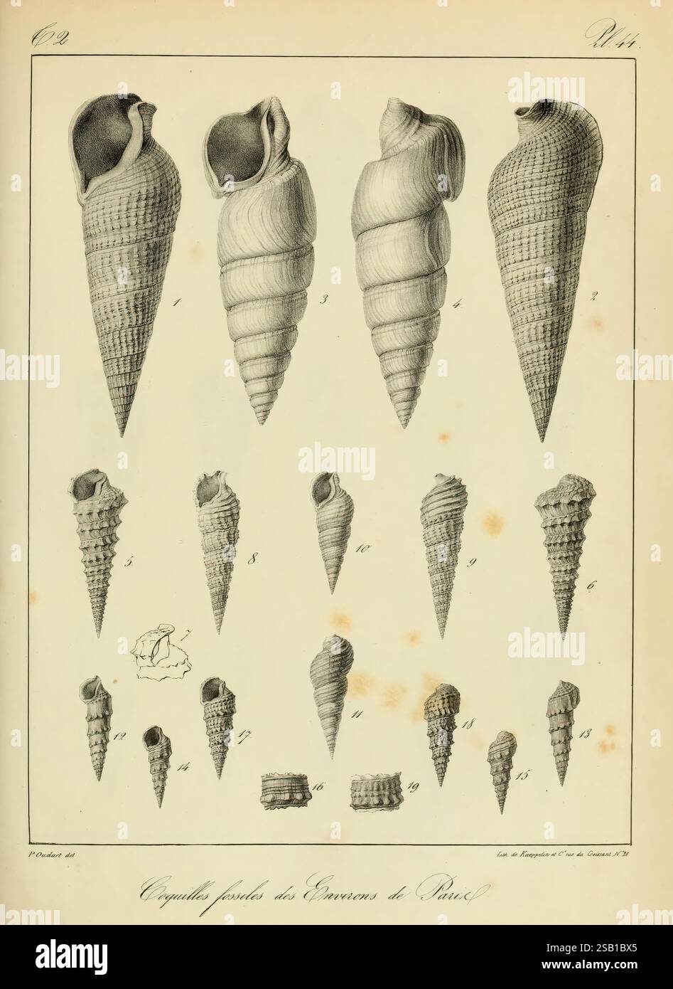 Include spiraled structures hi-res stock photography and images - Alamy