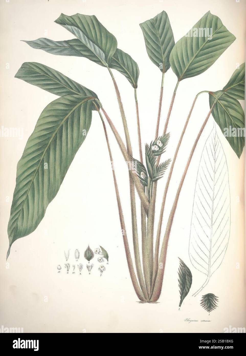 Monandrian plants of the order Scitamineae, Liverpool, George Smith ...