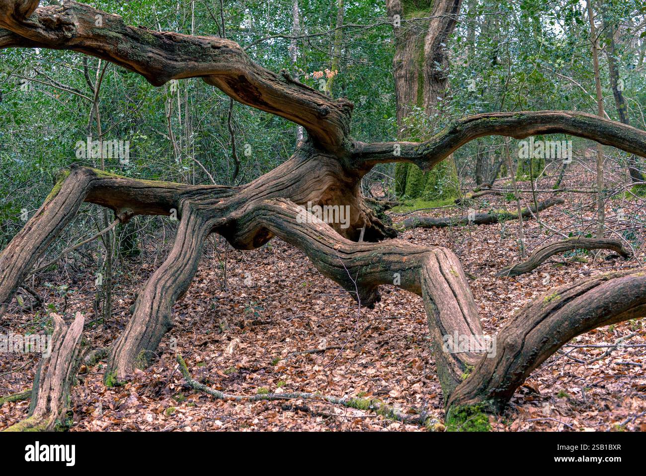 Fallen tree branches hi-res stock photography and images - Alamy