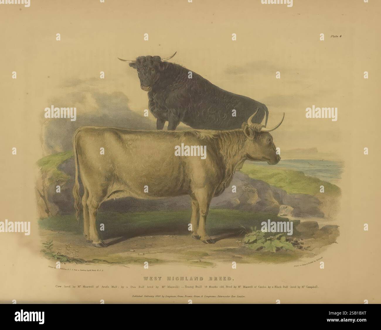 Two sturdy cattle hi-res stock photography and images - Alamy