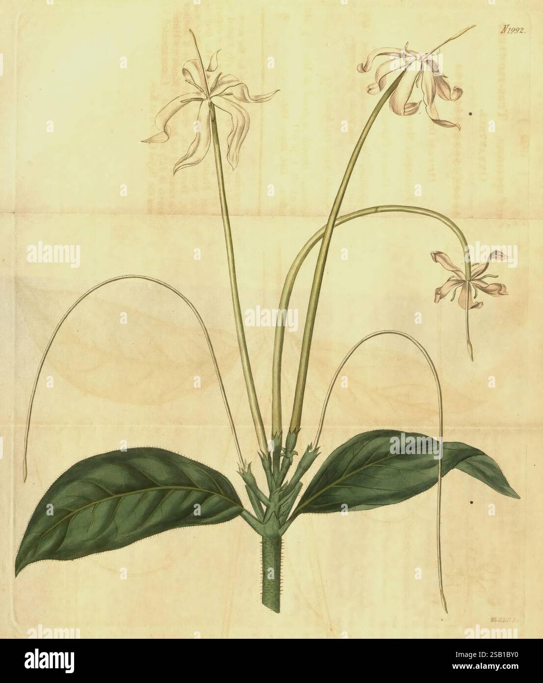 Plants ornamental curtis oxyanthus speciosus taxonomy hi-res stock ...