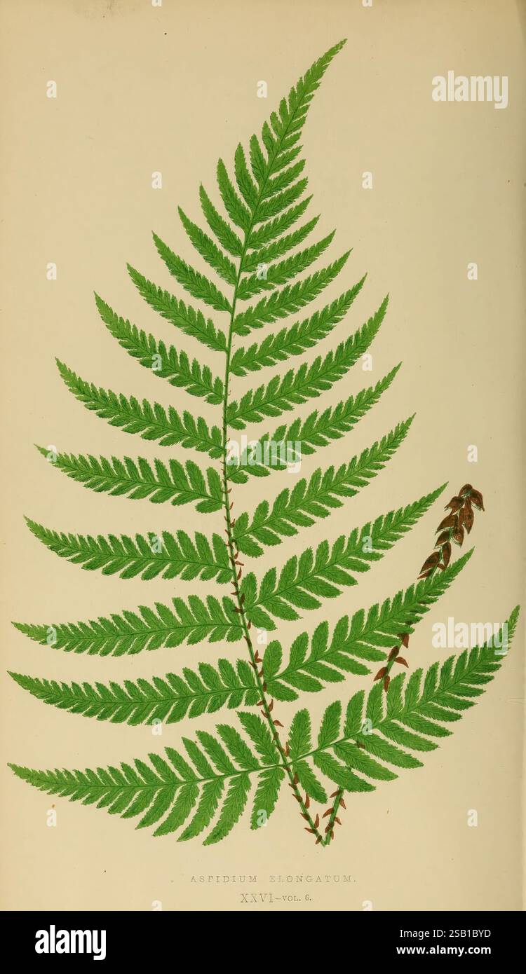 Symmetrical arrangement resembling hi-res stock photography and images ...