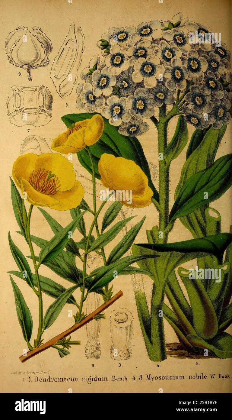 Two distinct flower species hi-res stock photography and images - Alamy