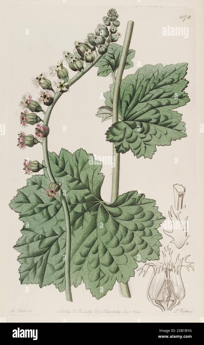 The Botanical Register, London, Printed for James Ridgway, 1815-1828 ...