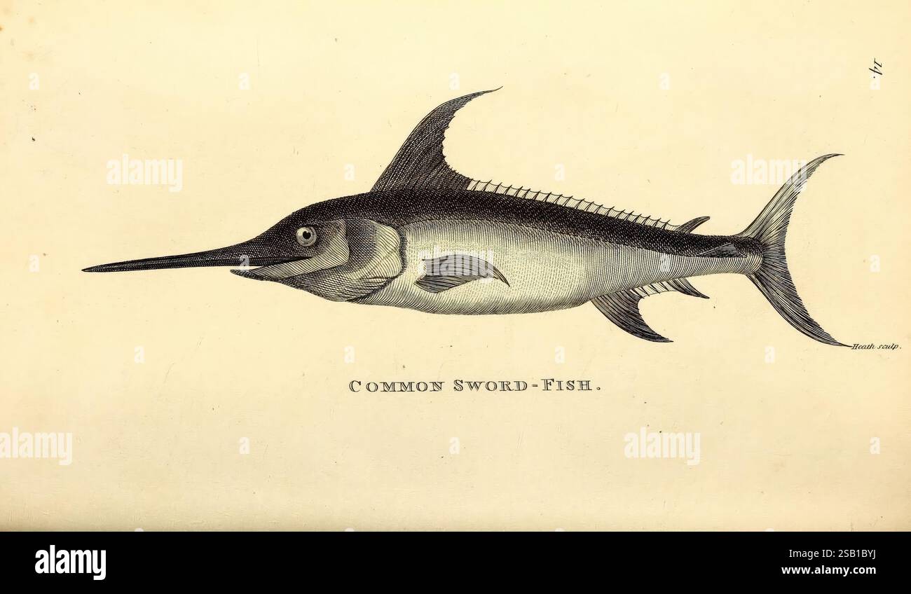 General zoology, or Systematic natural history London, Printed for G ...