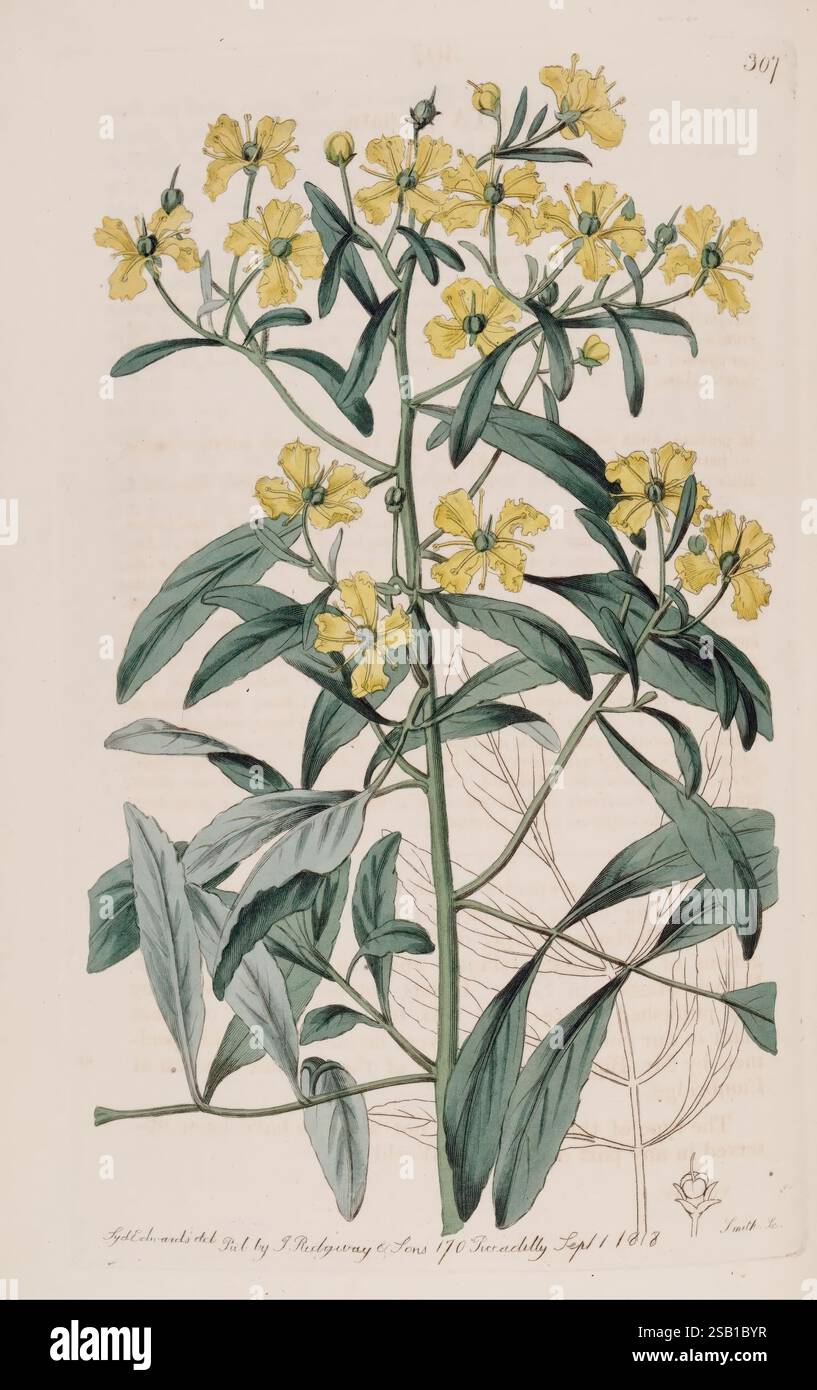 The Botanical Register London Printed for James Ridgway 1815-1828 1815 ...