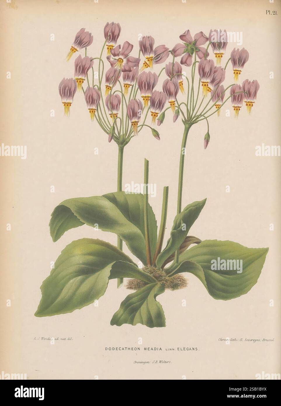 Flower features prominent yellow anthers hi-res stock photography and ...