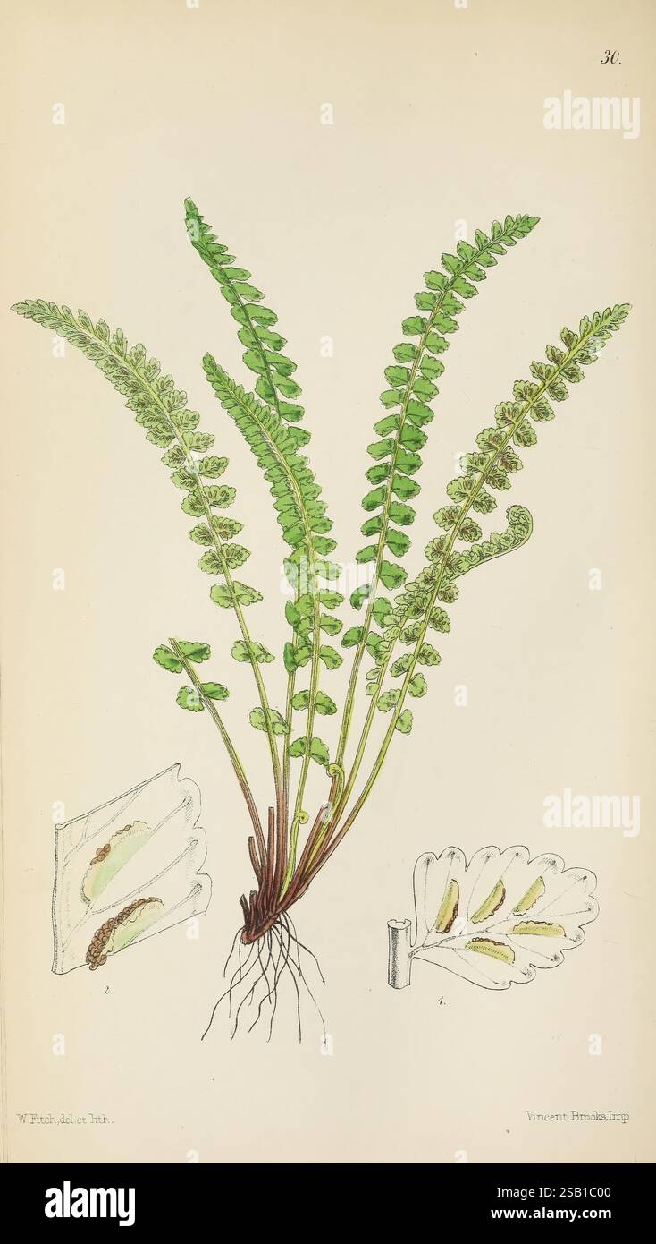 The British ferns Coloured figures Descriptions Analyses Fructification ...