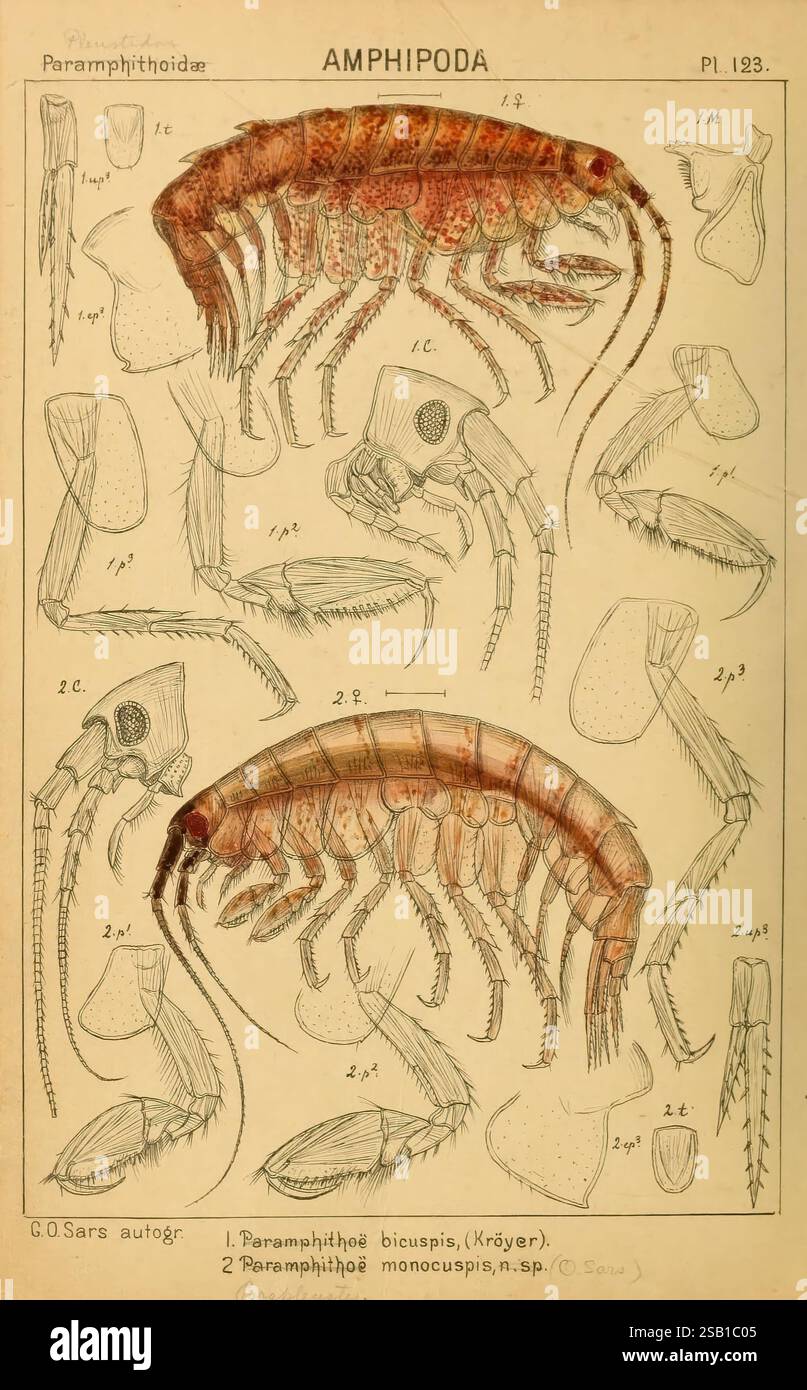 Bottom displays paramphithoe monocusp hi-res stock photography and ...