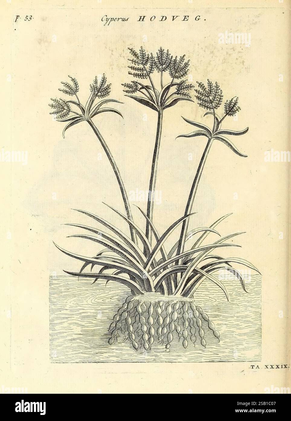 Cyperus hodvegc hi-res stock photography and images - Alamy