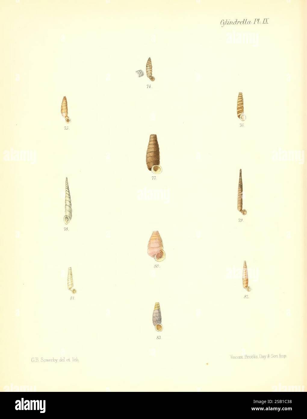 Conchologia iconica, or Illustrations of the shells of molluscous ...