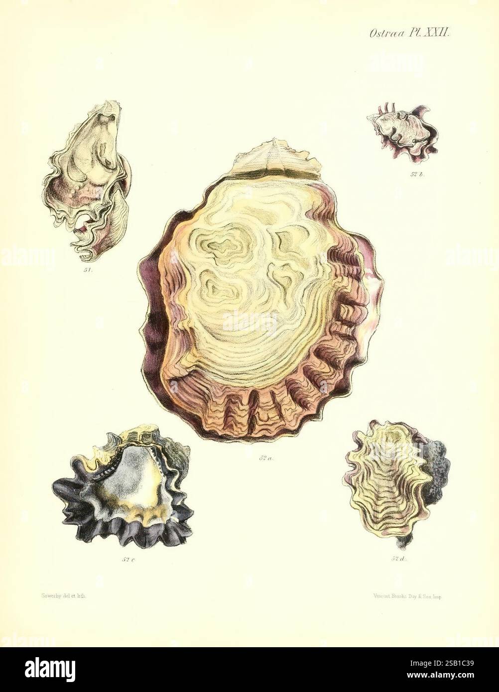 Highlighting unique shell shapes hi-res stock photography and images ...