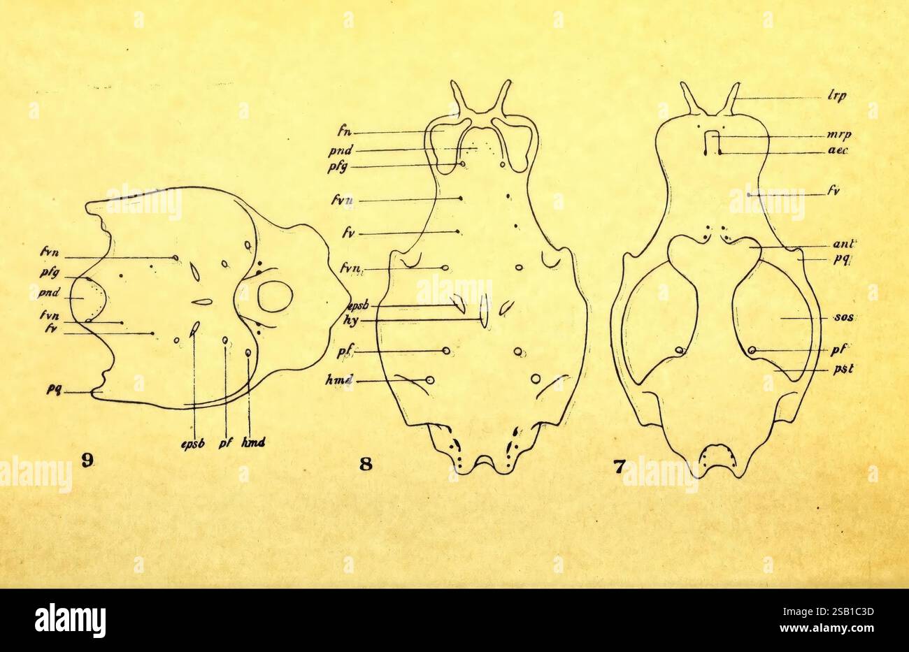 Various cranial processes hi-res stock photography and images - Alamy
