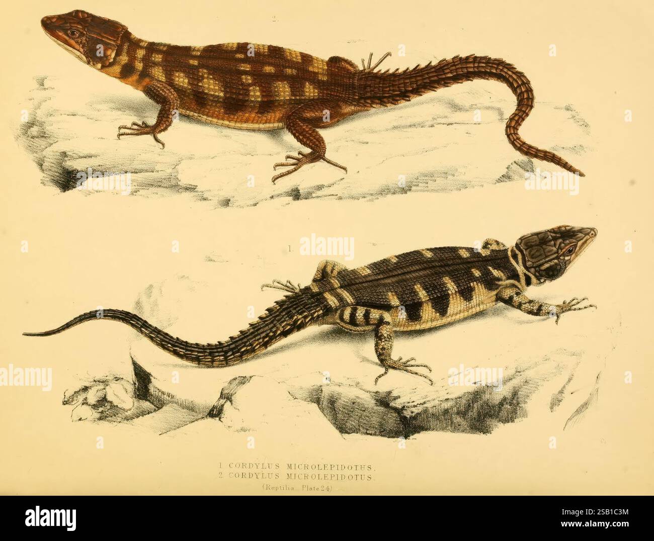 Illustrations of the Zoology of South Africa, v.3, London, Smith, Elder ...