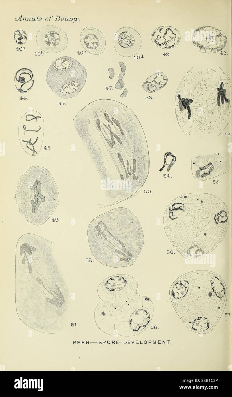 Vital botanical characteristics hi-res stock photography and images - Alamy