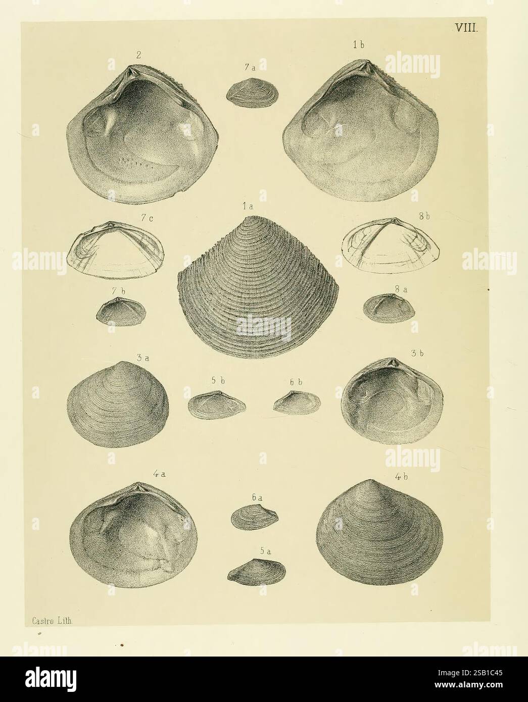 Lower section displays smaller shells hi-res stock photography and ...