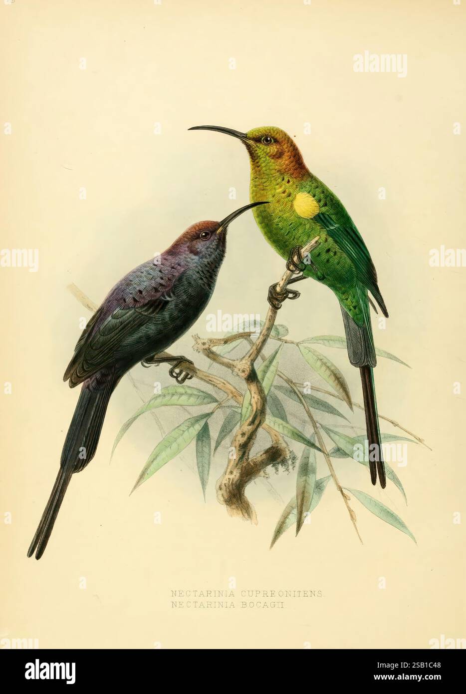 Trinomial nectarinia famosa cupreonitens hi-res stock photography and ...