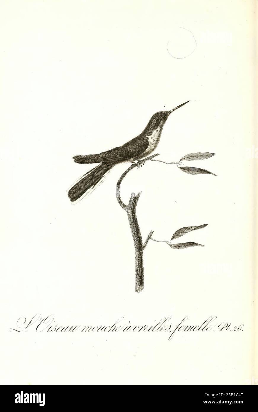 Soft lines depicting hi-res stock photography and images - Alamy