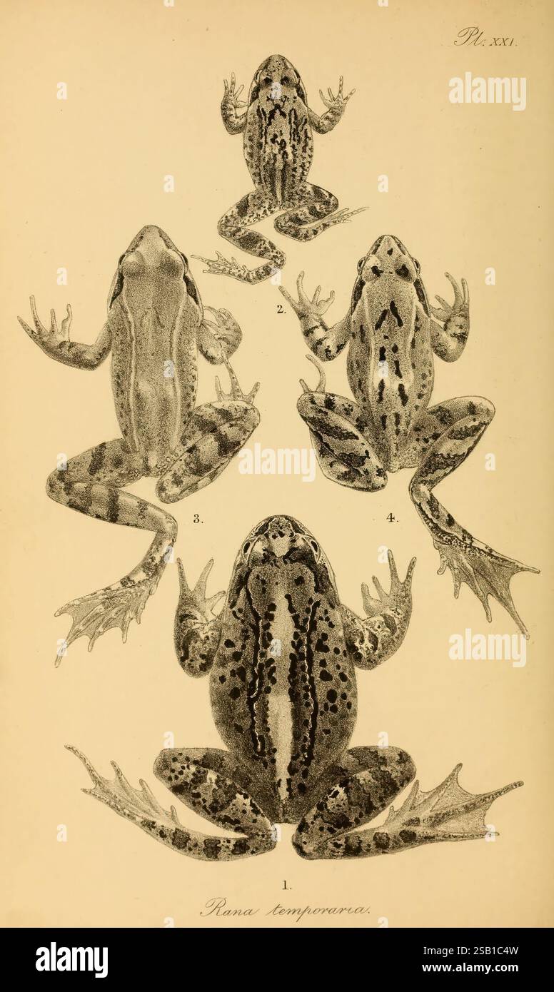 Frogs physical characteristics hi-res stock photography and images - Alamy