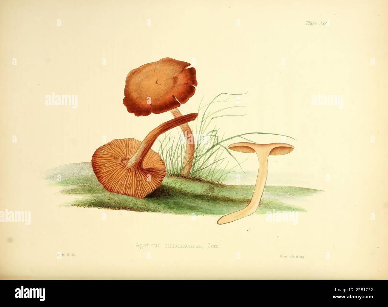 Illustrations of British mycology, London, Reeve, Benham and Reeve ...