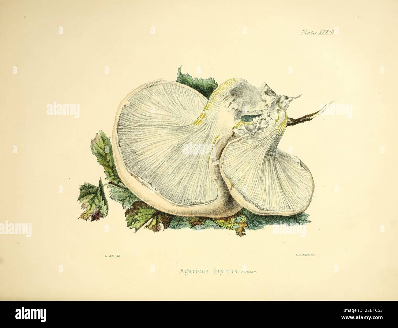 Illustrations of British Mycology, London, Reeve, Benham and Reeve ...