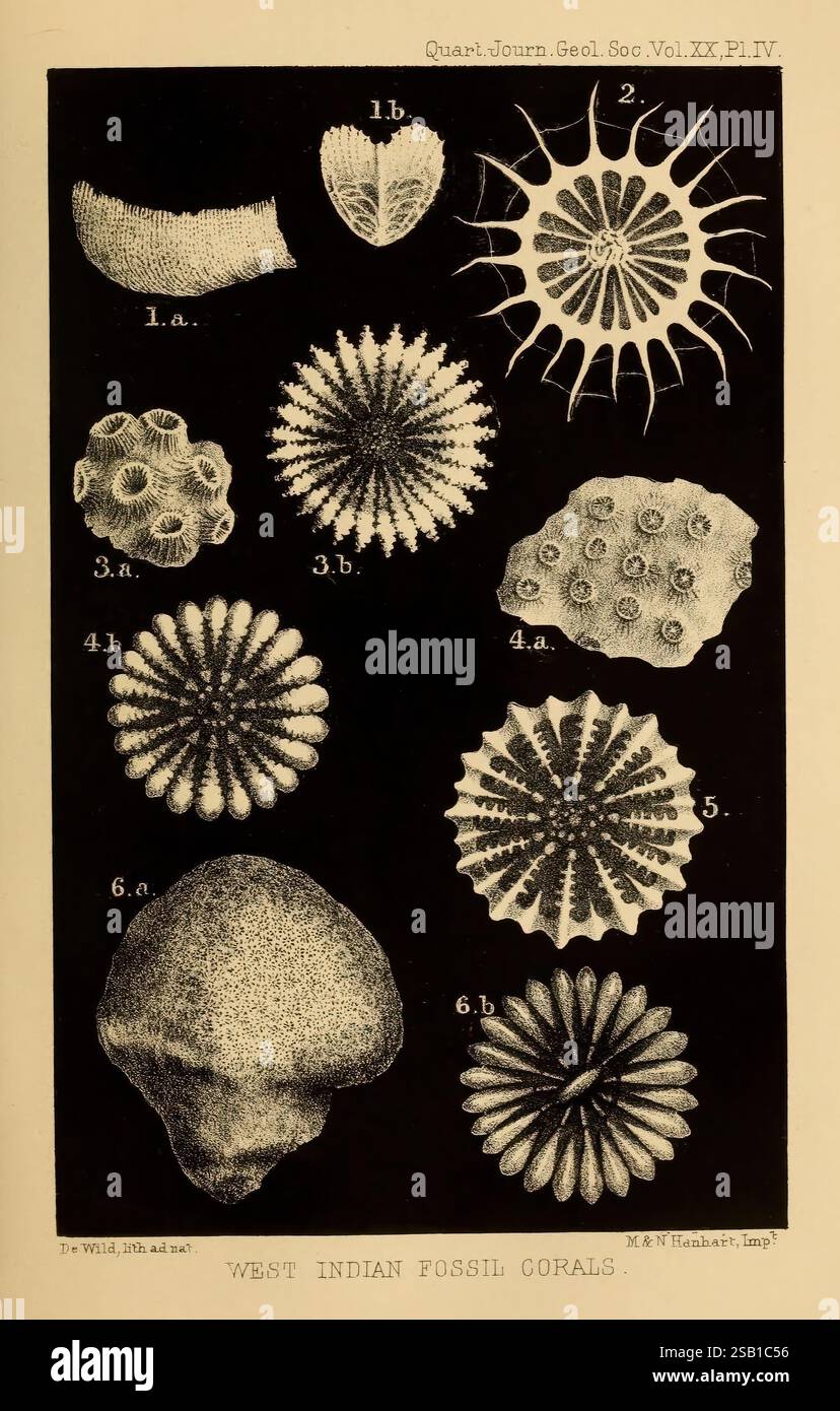 Arrangement features multiple coral structures hi-res stock photography ...
