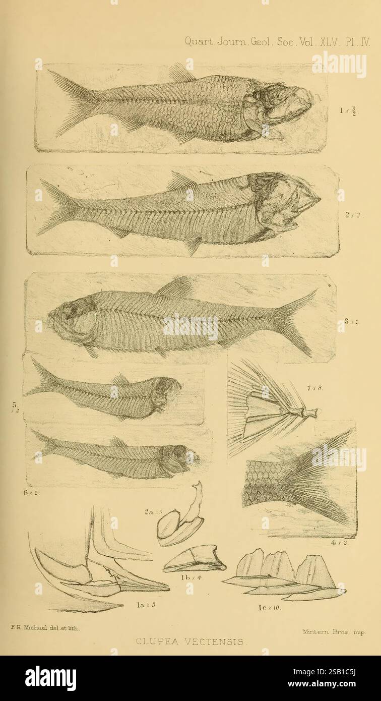 Artwork showcases multiple fish hi-res stock photography and images - Alamy