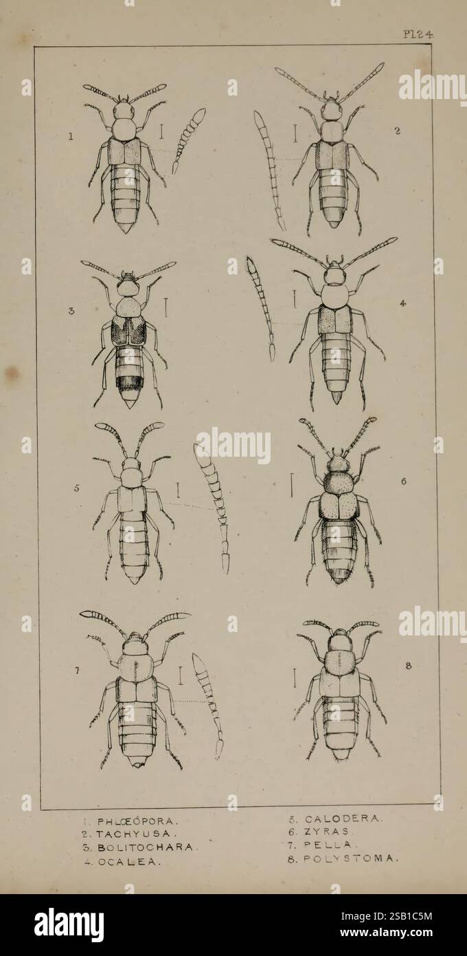 The British Coleoptera delineated, London, W. Crofts, 1840, beetles ...