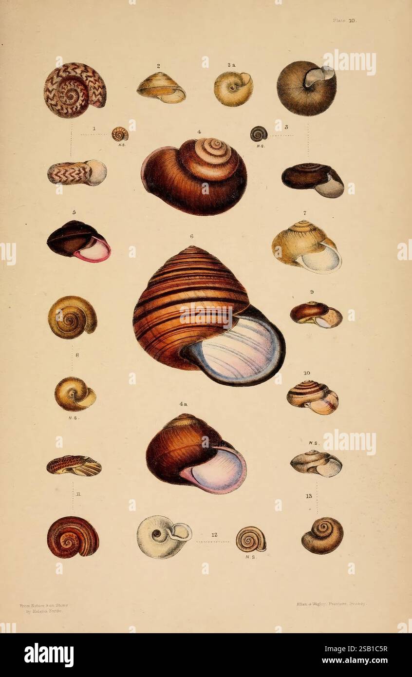 Helix cyclostomata hi-res stock photography and images - Alamy