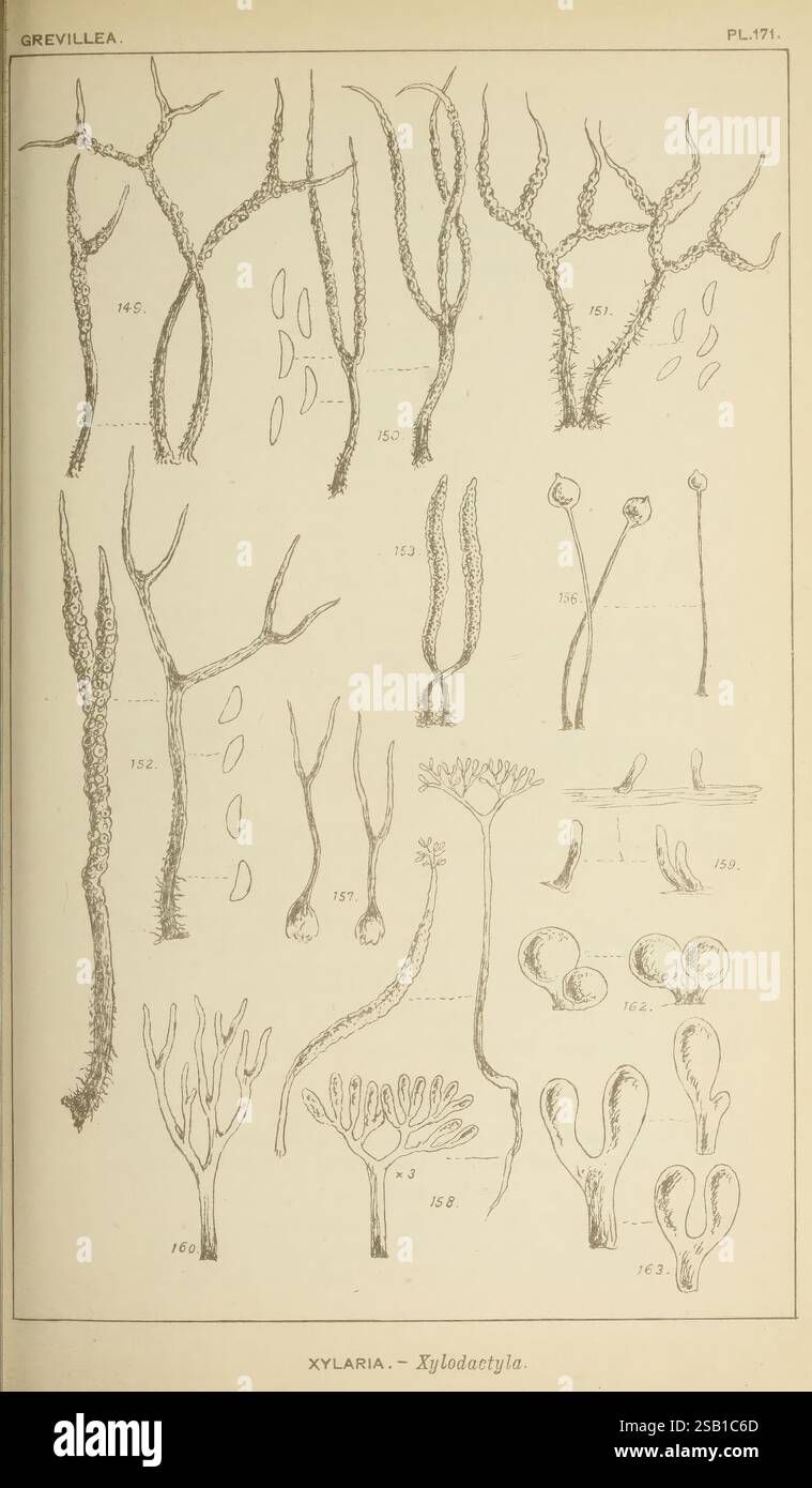 Diverse morphology highlights hi-res stock photography and images - Alamy