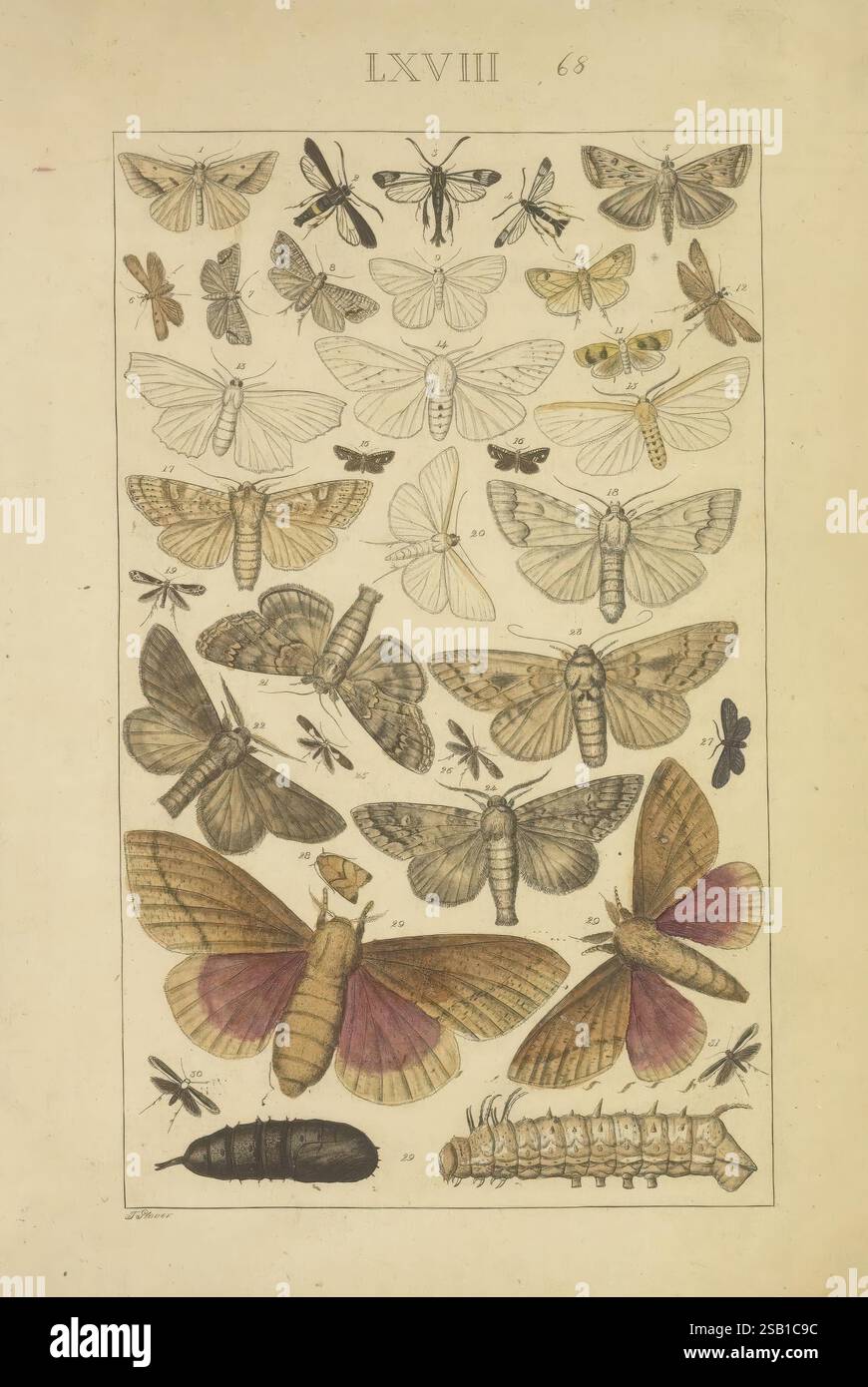 Lepidoptera, Manuscript, [between 1873-1883?], Lepidoptera, Life cycles ...