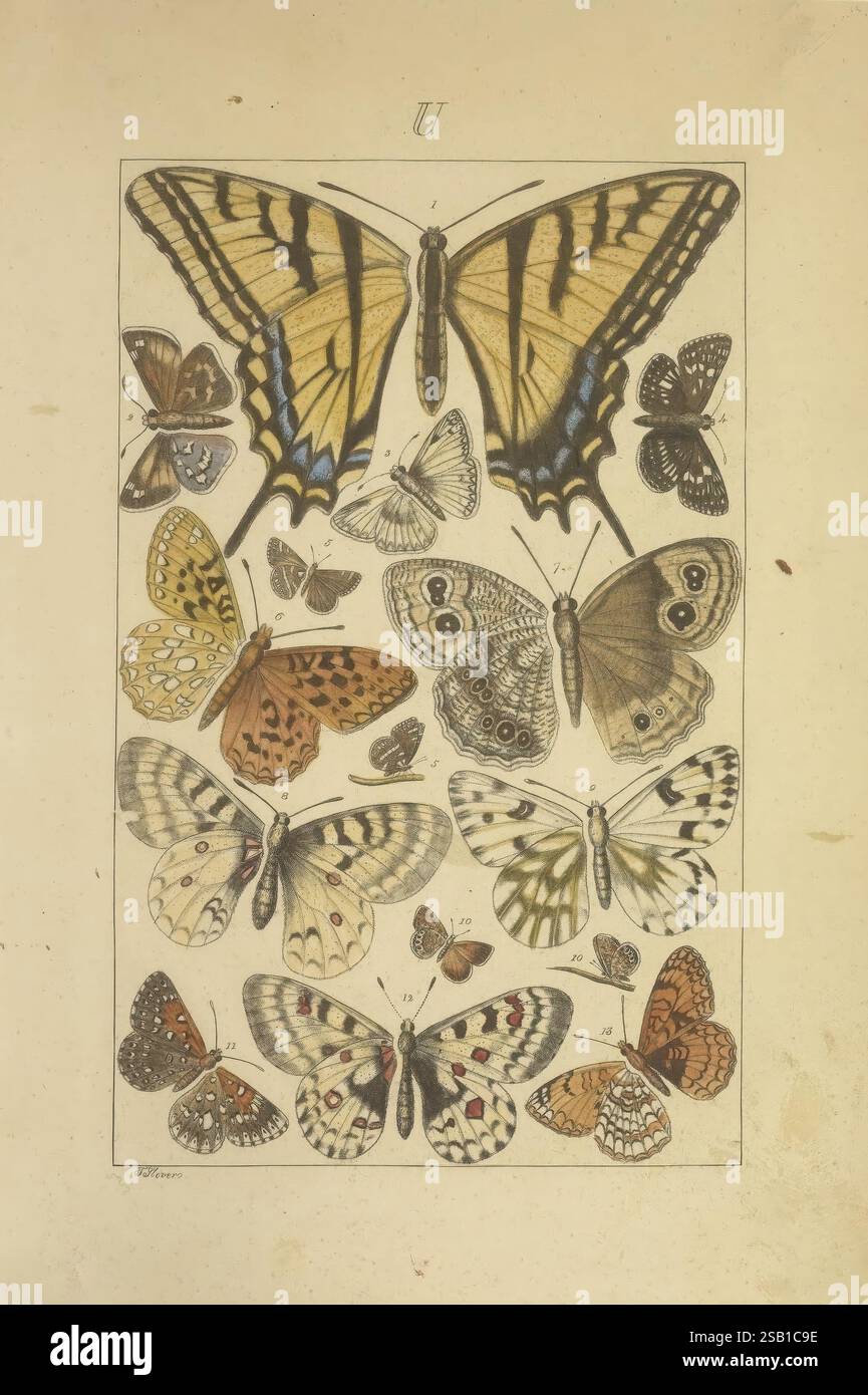 Lepidoptera, manuscript, between 1873-1883?, lepidoptera, life cycles ...