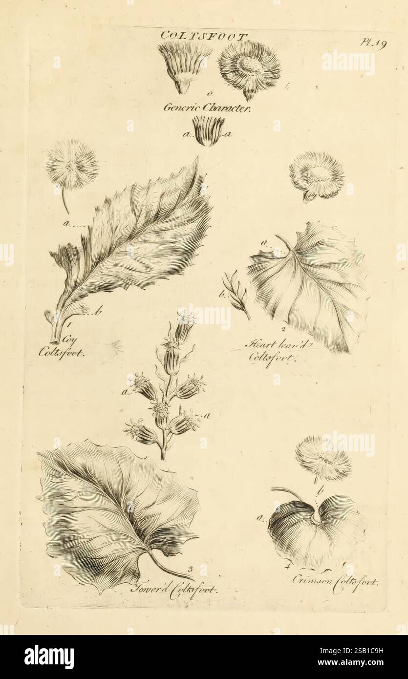 The Vegetable System, London, ,1759-1763, Botany, Pictorial Works ...