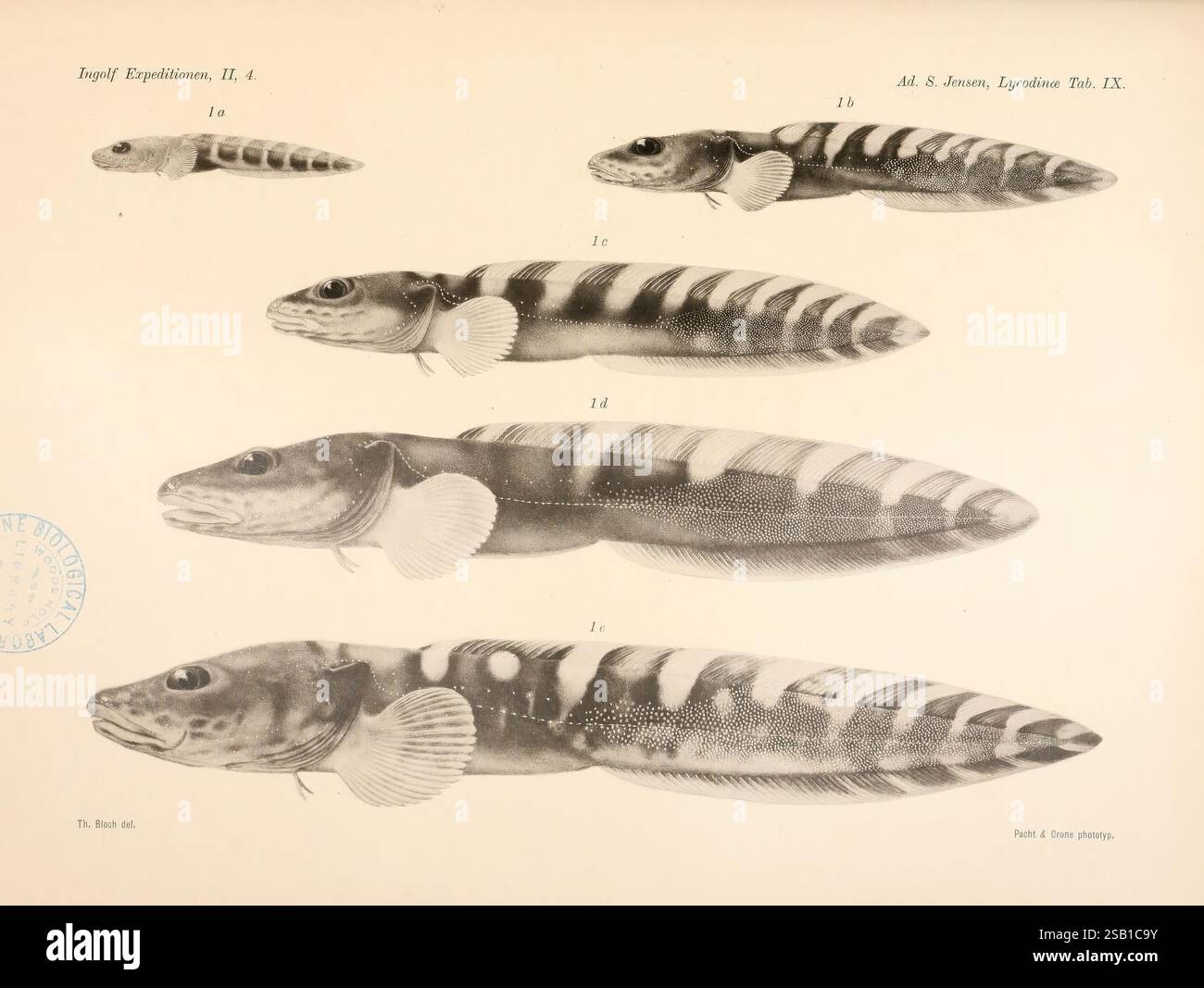 The Danish Ingolf Expedition Copenhagen H. Hagerup 1899-1928 Arctic ...