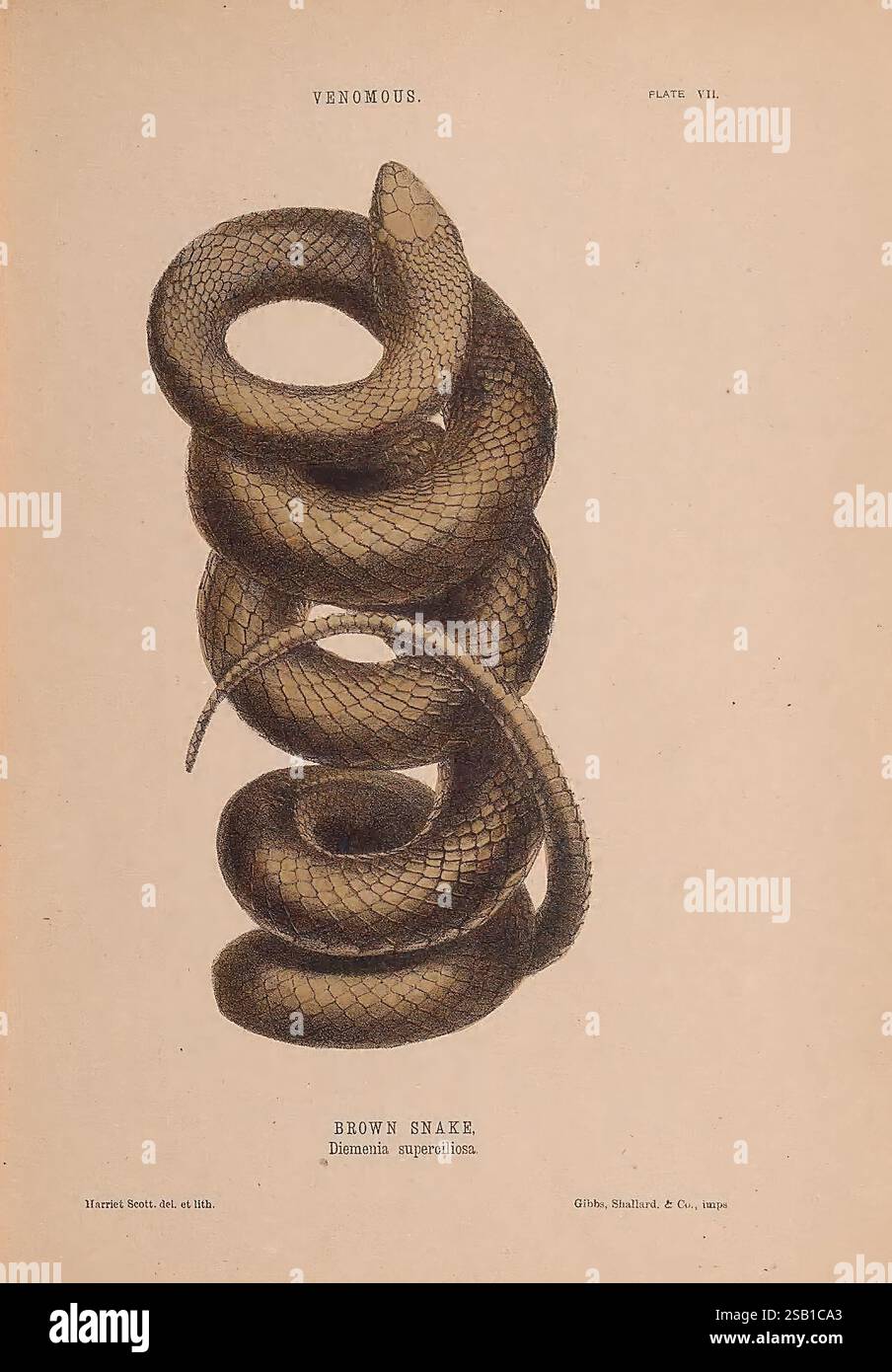 The snakes of Australia, an illustrated and descriptive catalogue of ...