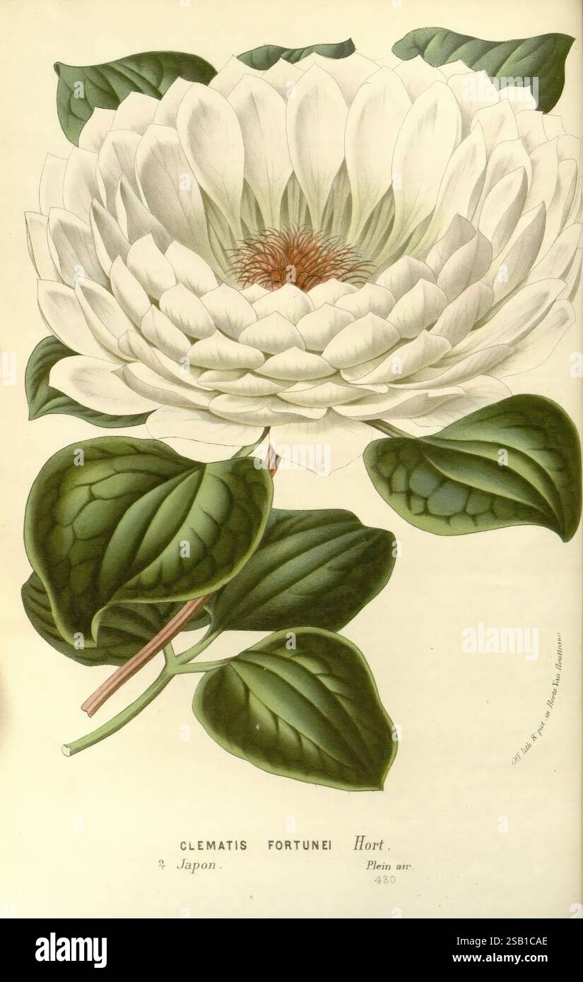 Faint greens hi-res stock photography and images - Alamy