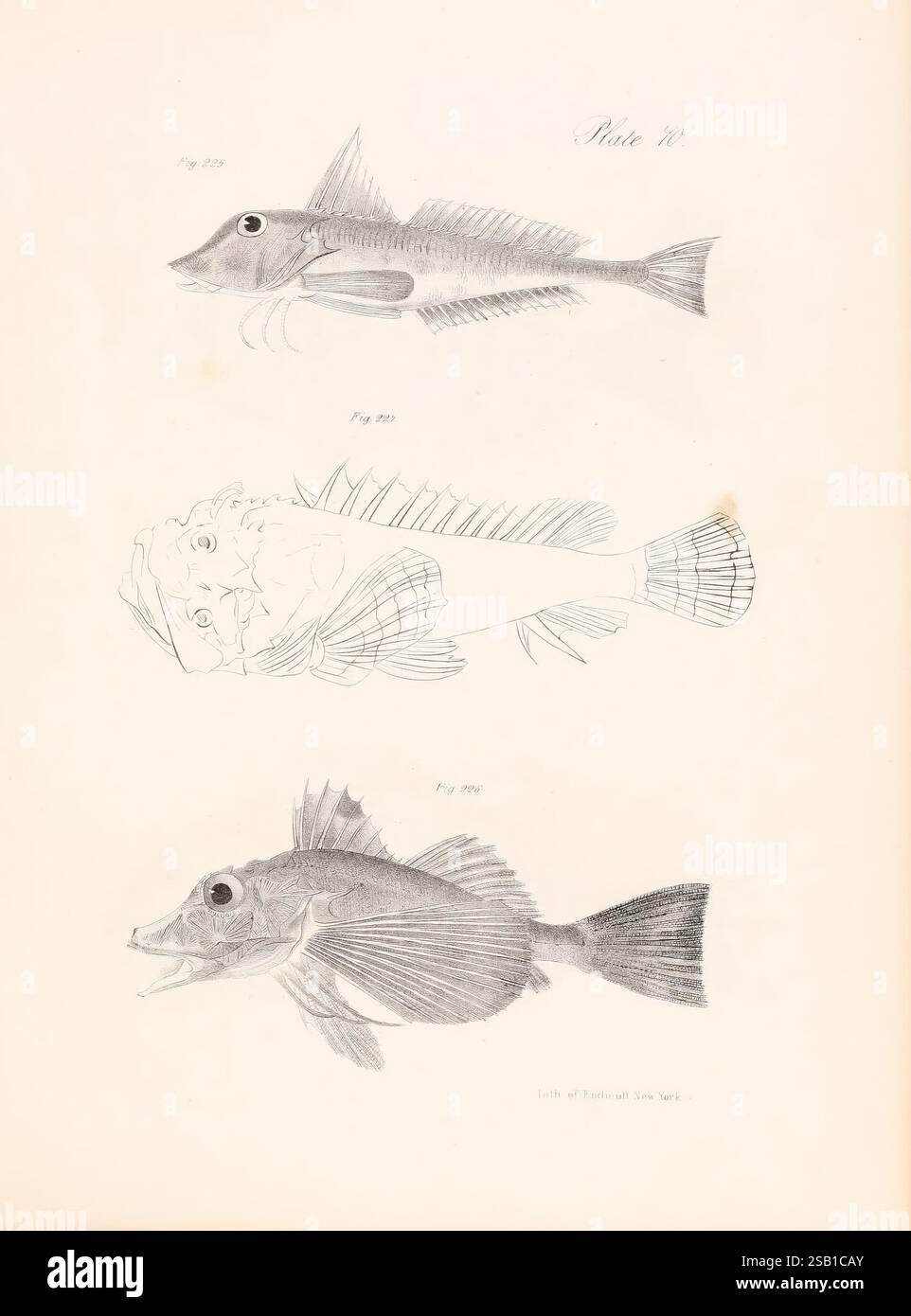 Zoology of New York, Albany, W. & A. White & J. Visscher, 1842-44 ...
