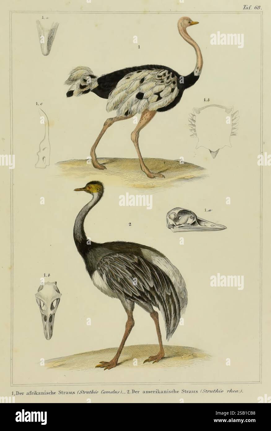 Praktische, Naturgeschichte, der, Vögel, Leipzig, 1850, birds ...