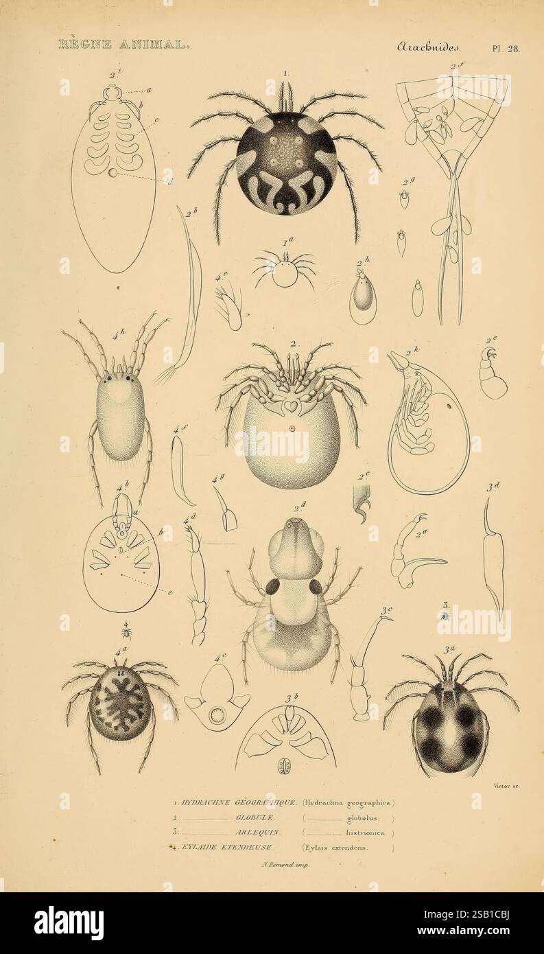 1836 1849 anatomy comparative animals classification identificat hi-res ...
