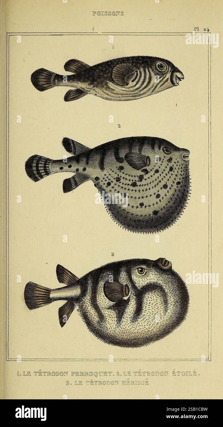 Oeuvres du comte de Lacépède Paris, P. Duménil, 1836. Natural history ...