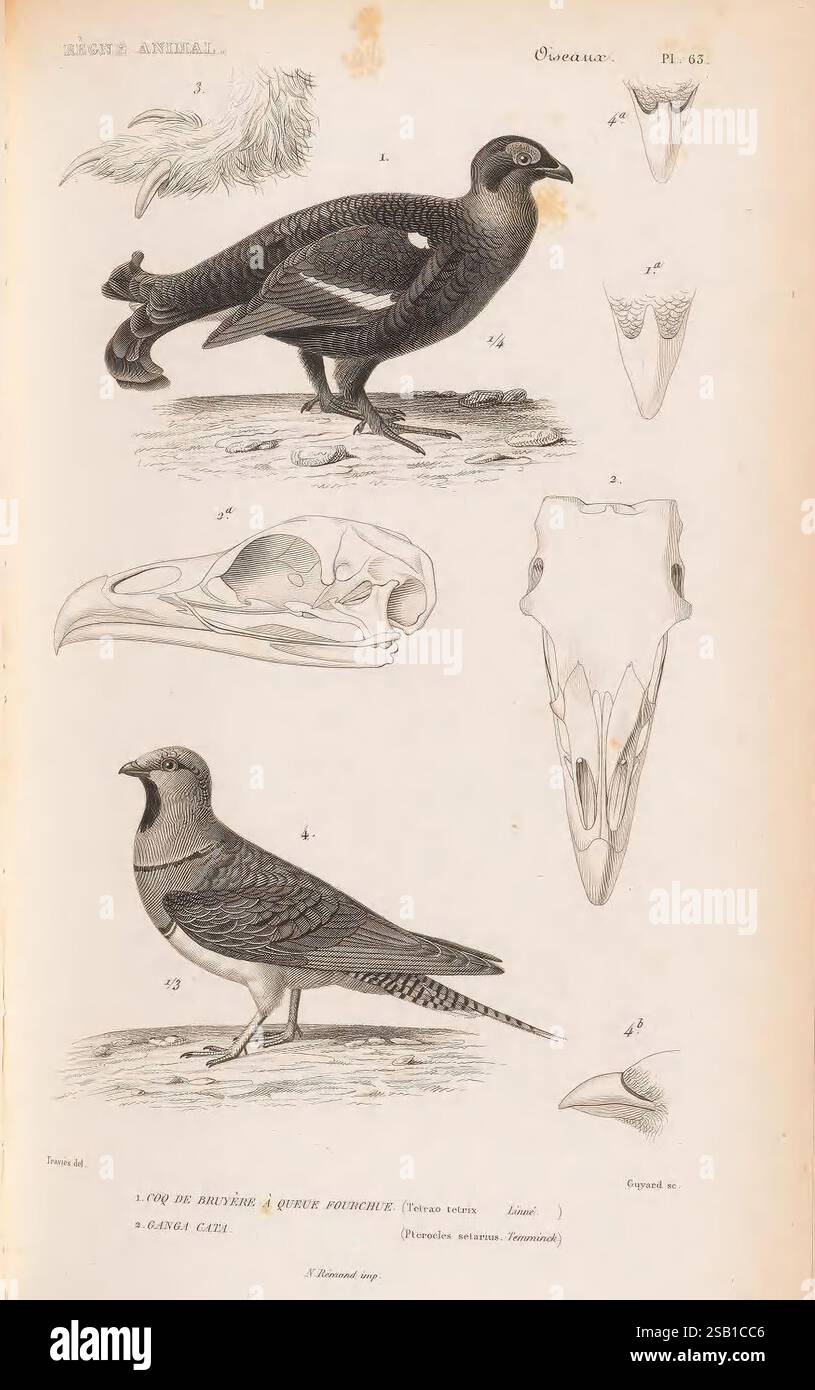 Le règne animal distribué d'après son organisation Paris, 1836-1849 ...