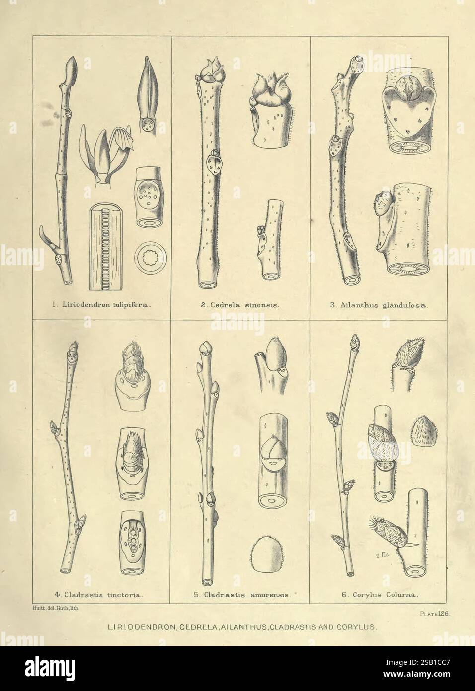 Second column presents cedrela sinensis hi-res stock photography and ...