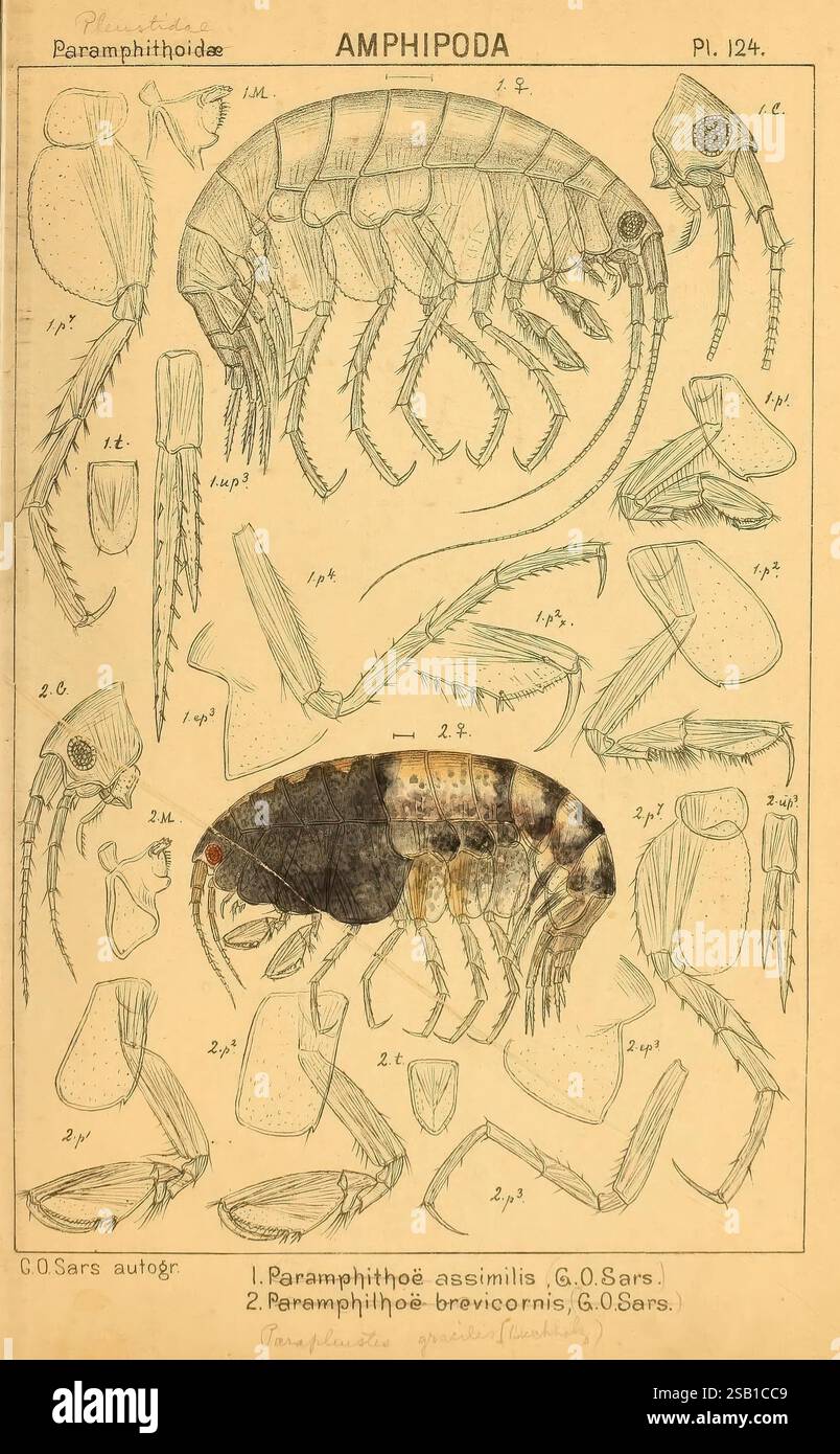 Labeled segment showcases different morphological features hi-res stock ...