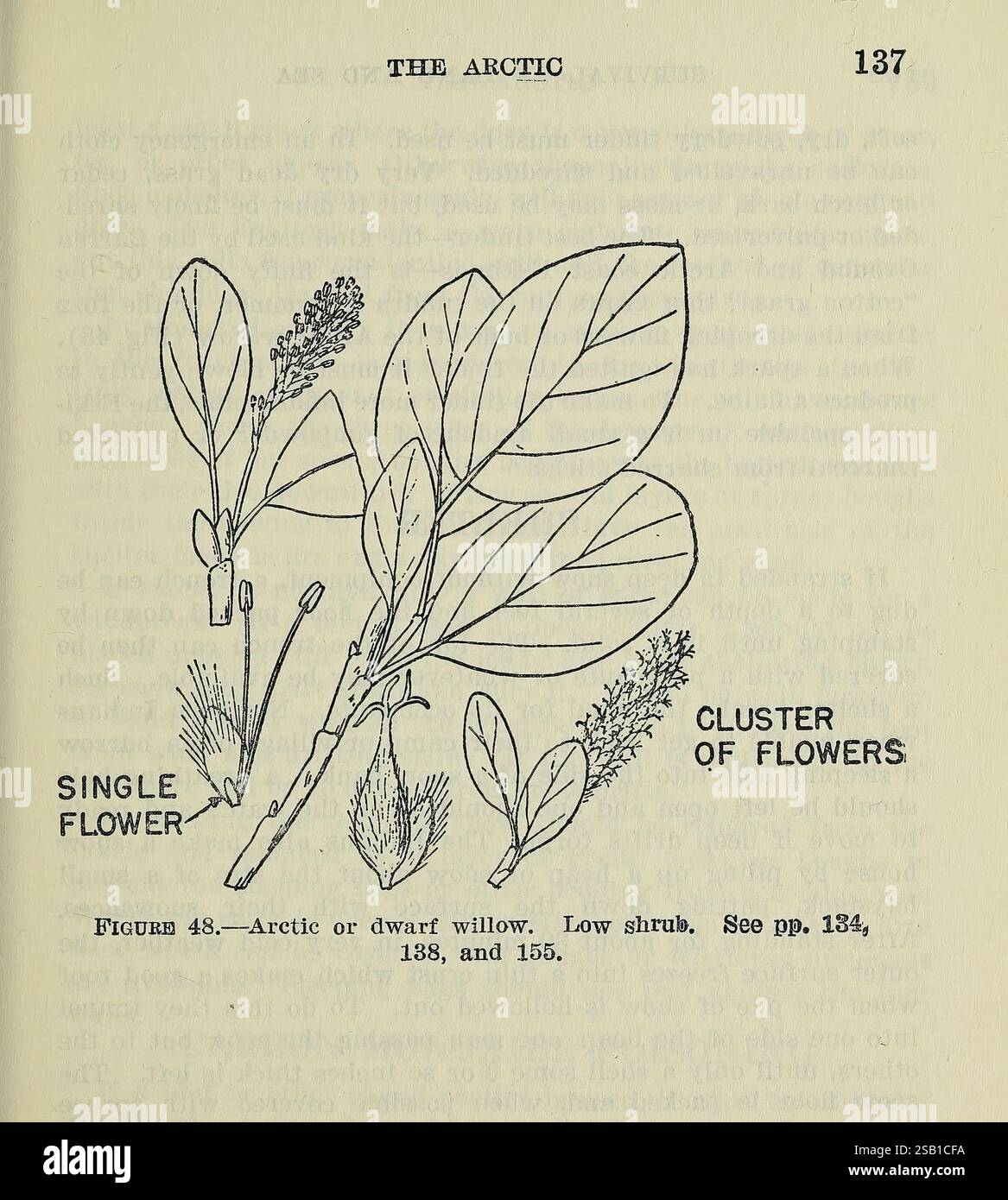 Arctic Willow Drawing