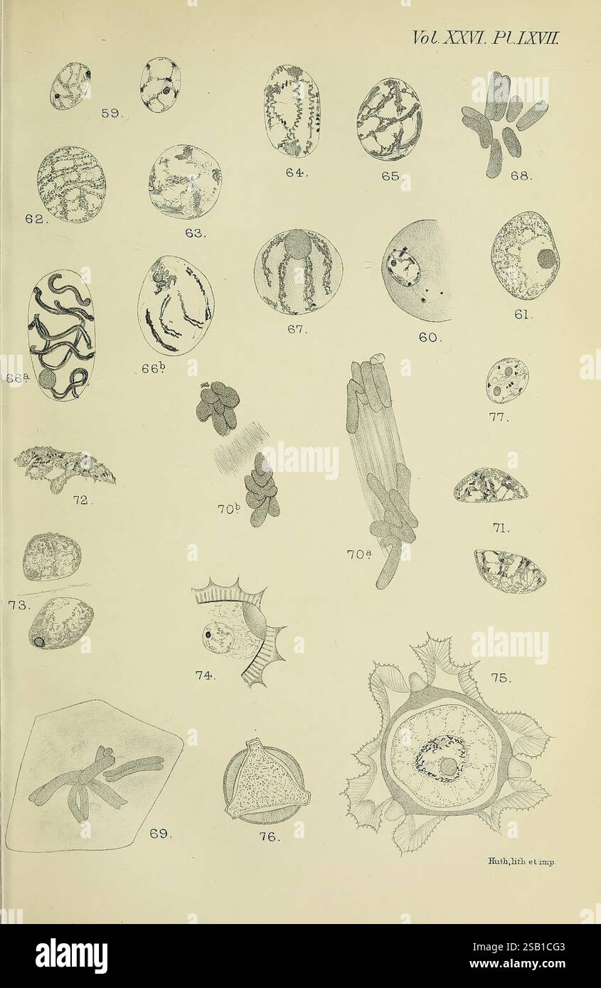 Annals of Botany, London, Botany, Periodicals, Plants, This visual ...