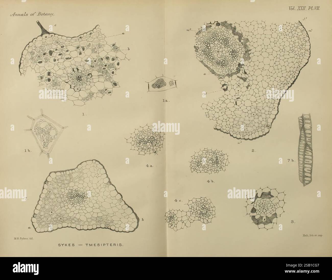 Annals of Botany, London, botany, periodicals, plants, The illustration ...
