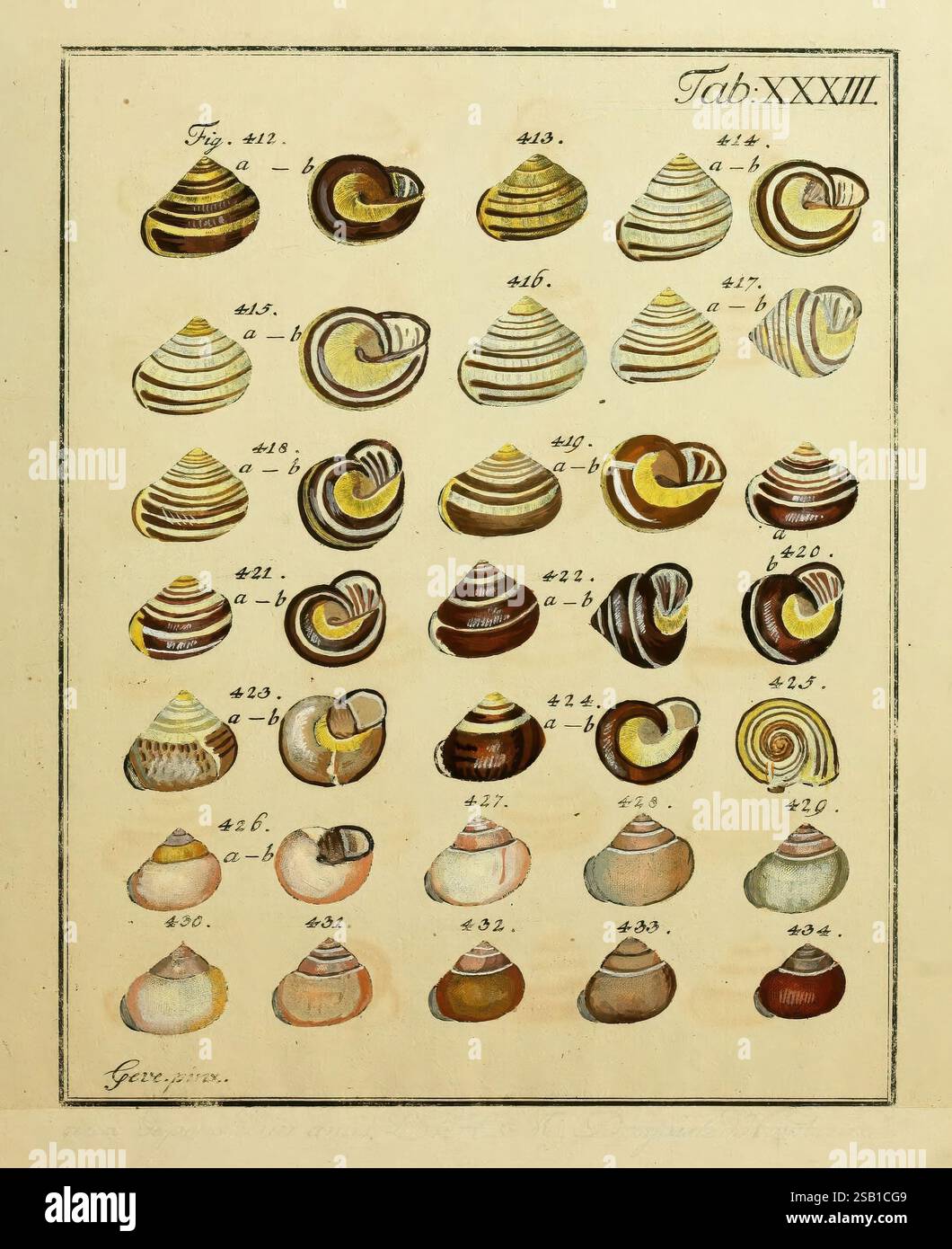 Invert shells hi-res stock photography and images - Alamy