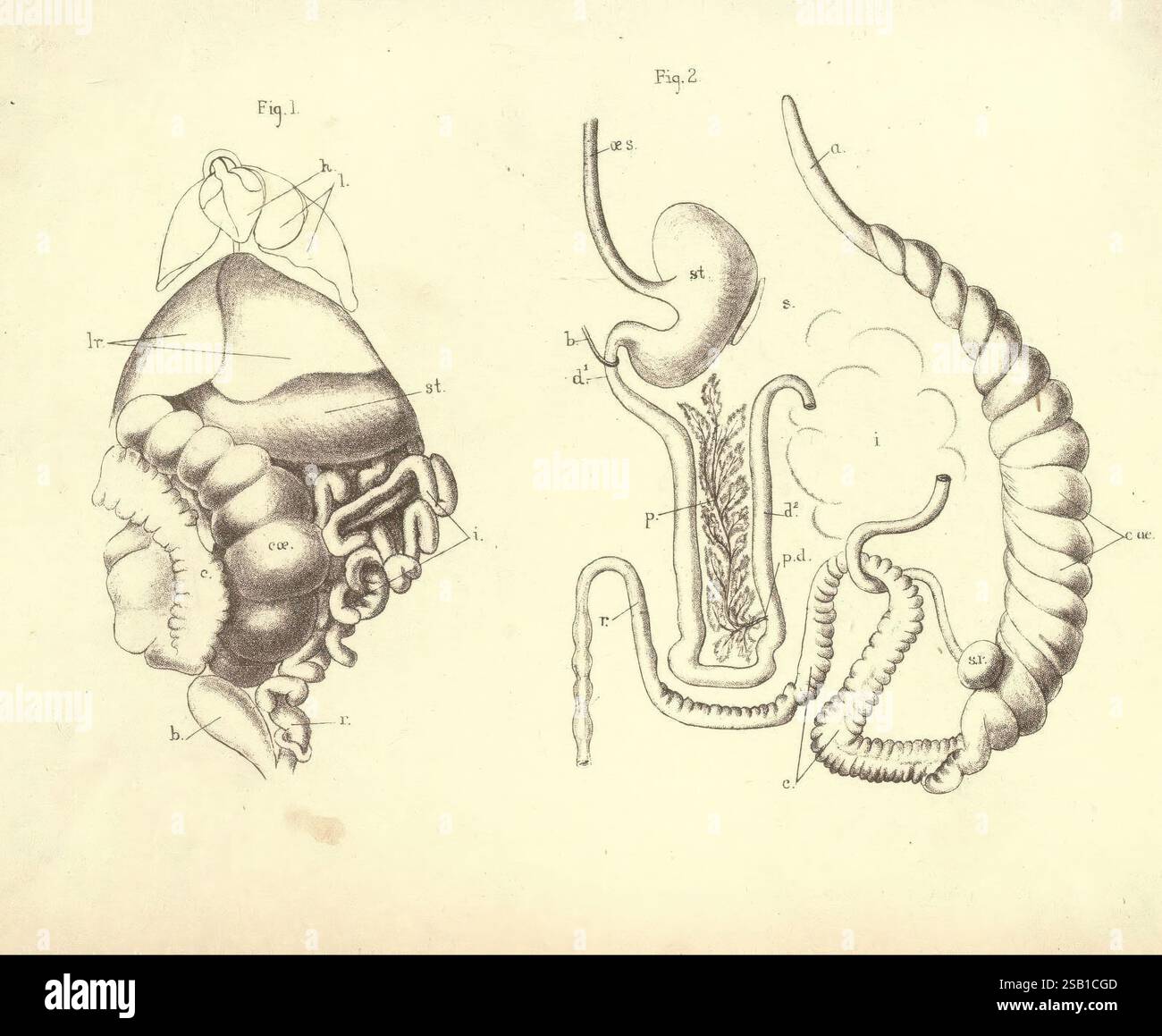 Illustration showcases two intricate anatomical diagrams hi-res stock ...
