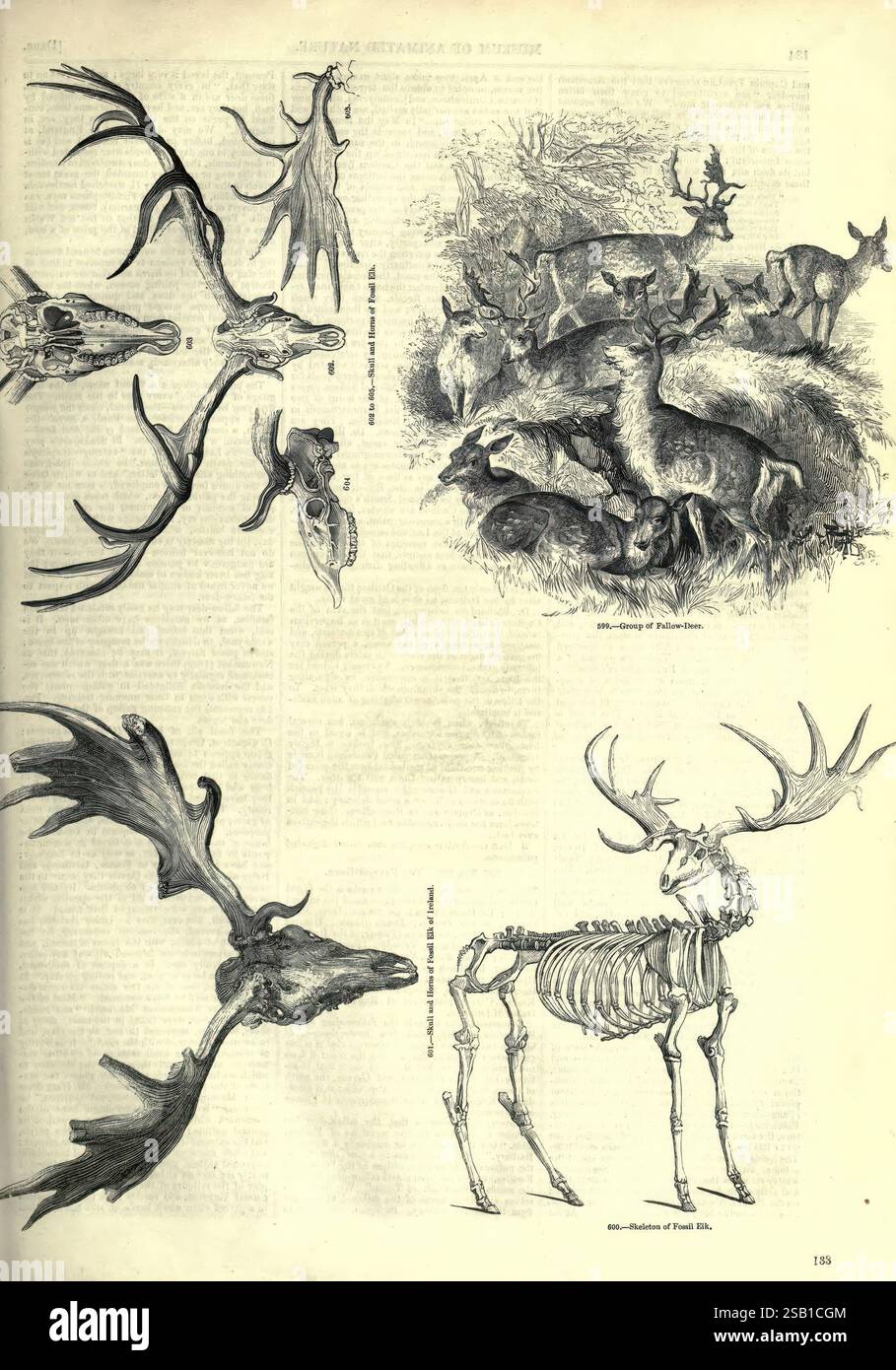 Two stylized bones hi-res stock photography and images - Alamy